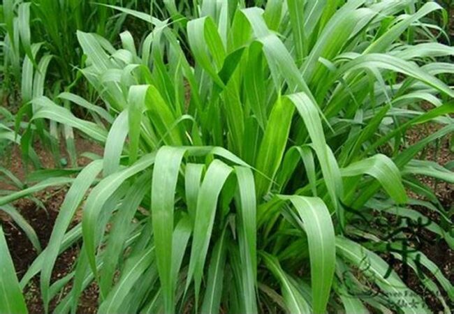 Jenis Rumput Pakan Kambing